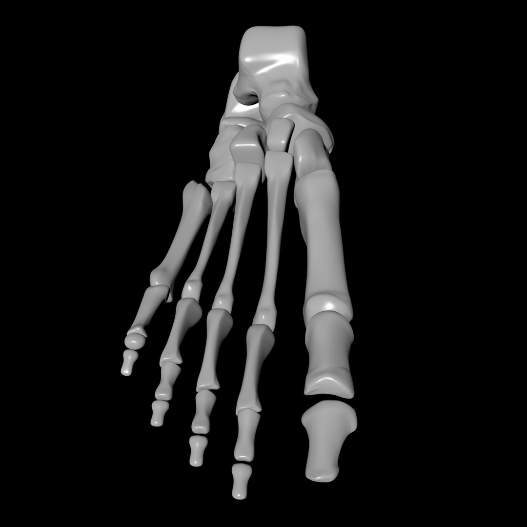 Foot Bone 3D Model - TurboSquid 1412323