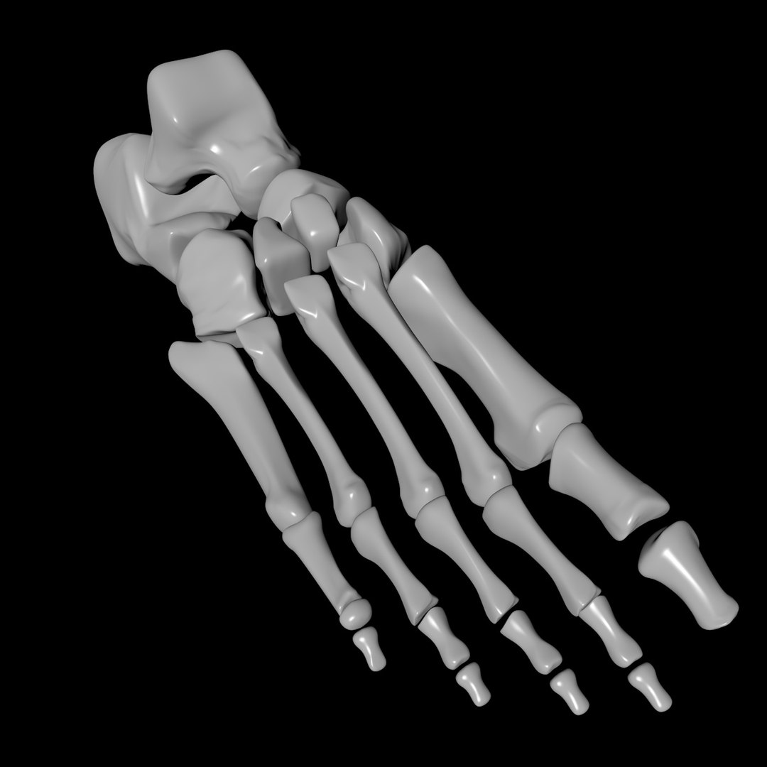 Foot Bone 3D Model - TurboSquid 1412323