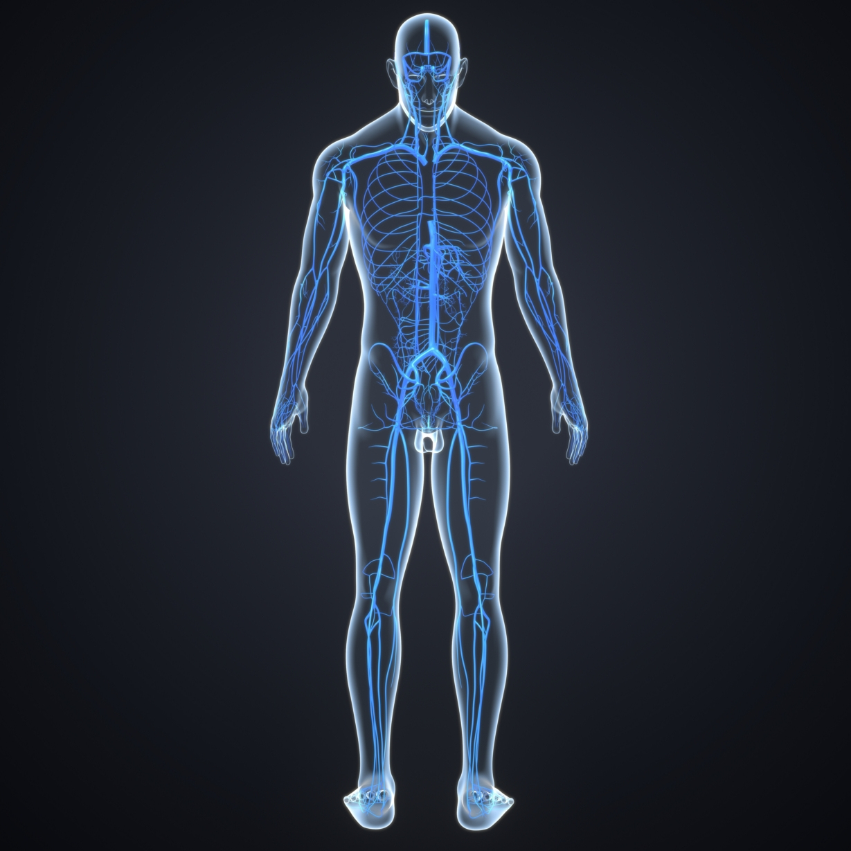 Body veins 3D model - TurboSquid 1216991