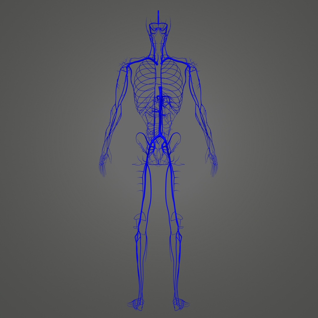 Body veins 3D model - TurboSquid 1216991