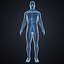 Body Veins 3D Model - TurboSquid 1216991