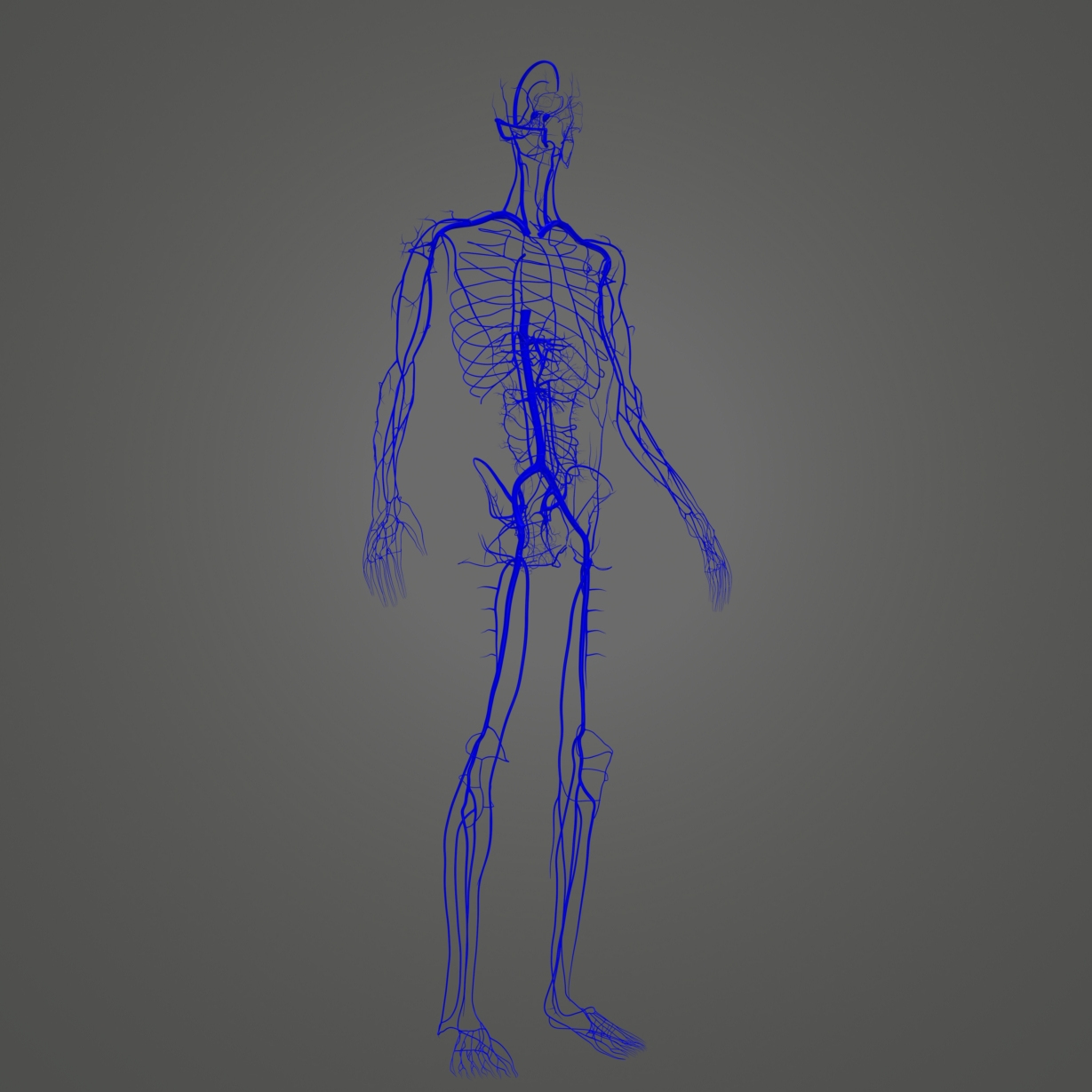 Body veins 3D model - TurboSquid 1216991