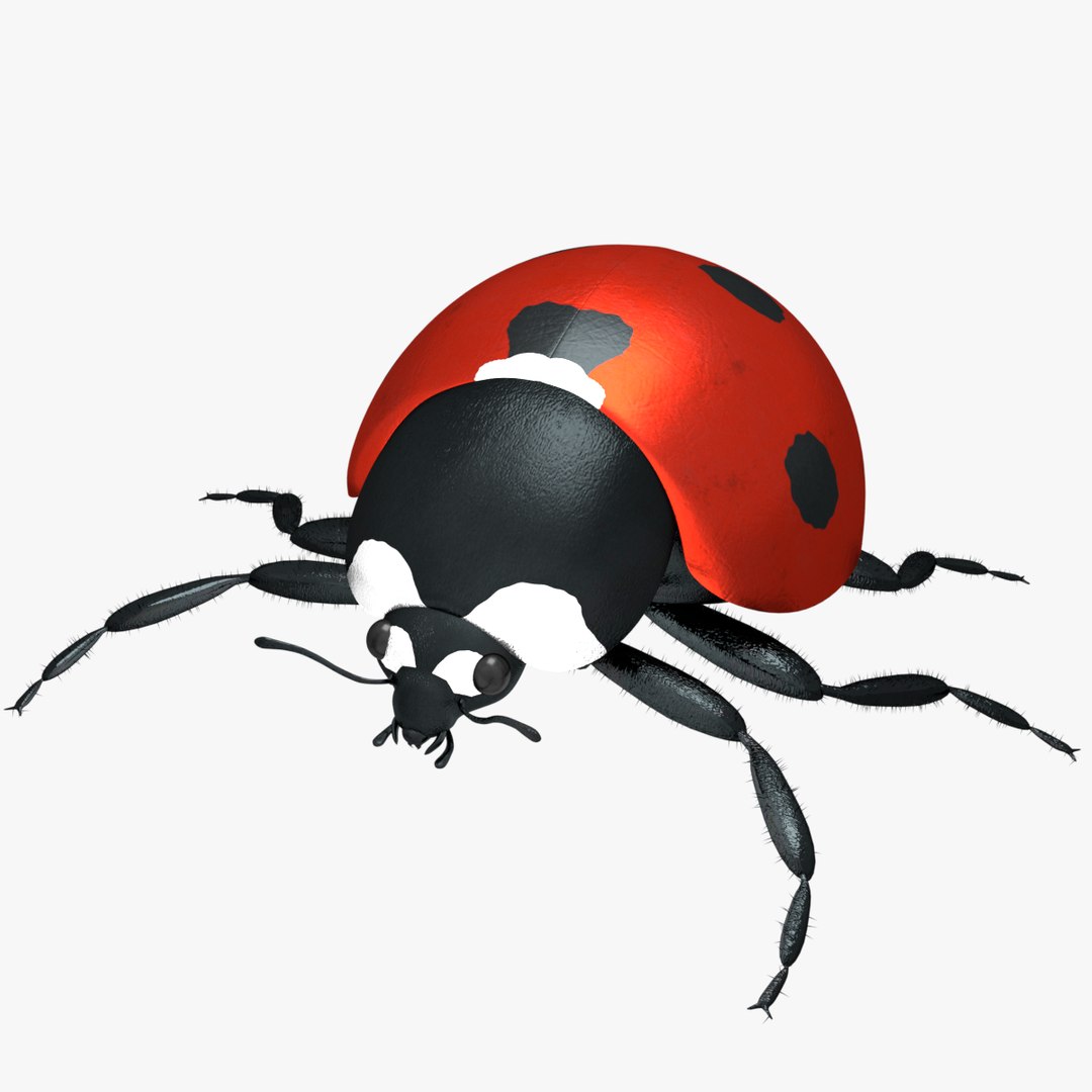 Ladybug 3D Model - TurboSquid 1224528