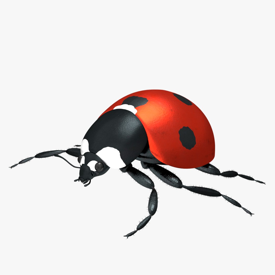 Ladybug 3D Model - TurboSquid 1224528