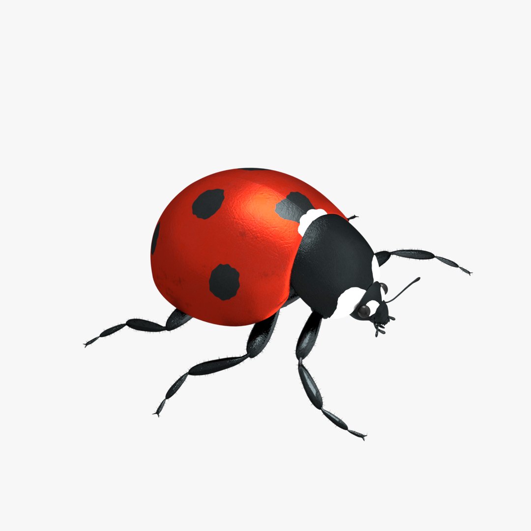 Ladybug 3D Model - TurboSquid 1224528