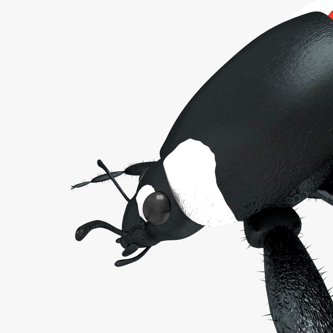 Ladybug 3D Model - TurboSquid 1224528