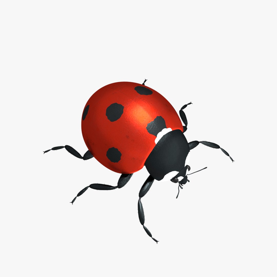 Ladybug 3D Model - TurboSquid 1224528