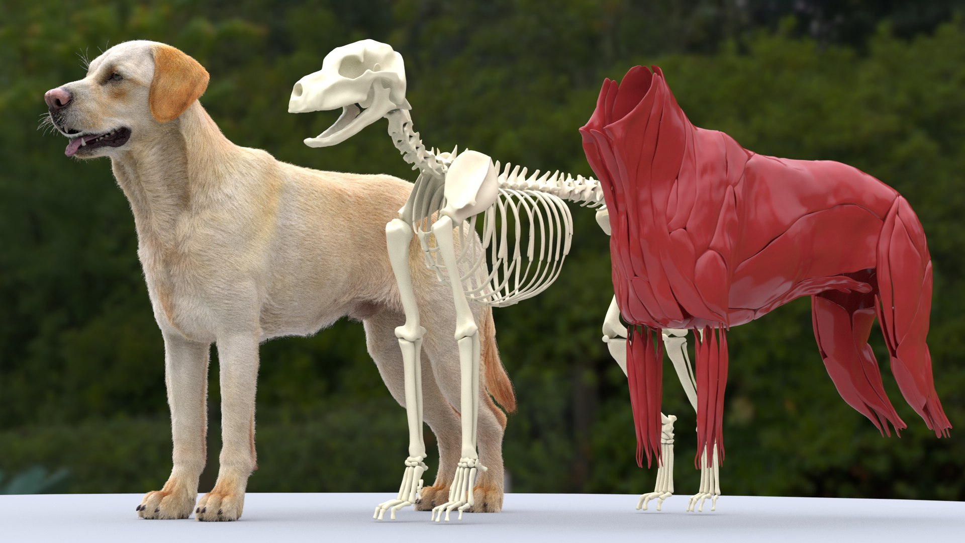 3D Labrador Retriever Model - TurboSquid 2257105