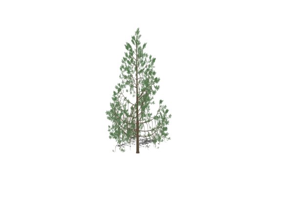 3d tree plant model