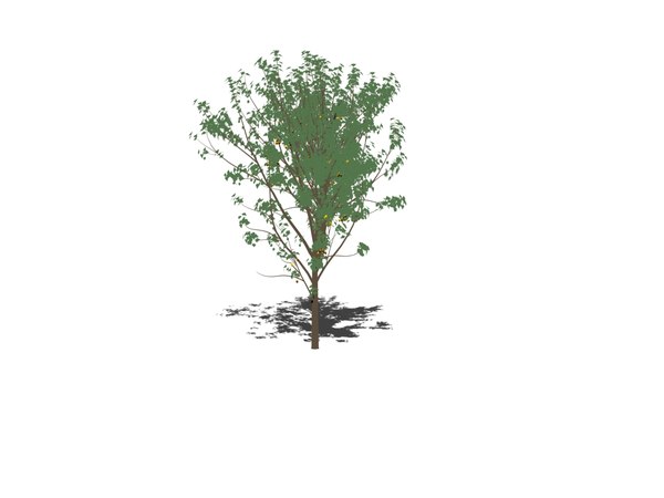 3d tree plant model