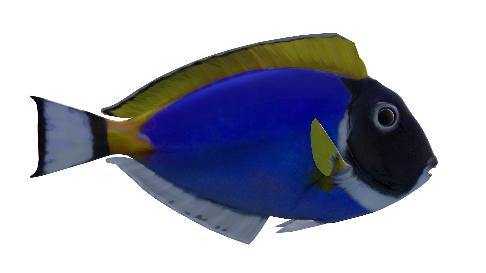 3D Model Blue Tang Fish 3D Model - TurboSquid 2313525