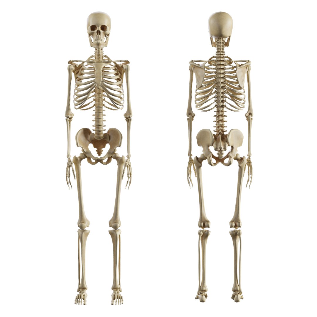 Skeleton Model - TurboSquid 1833727