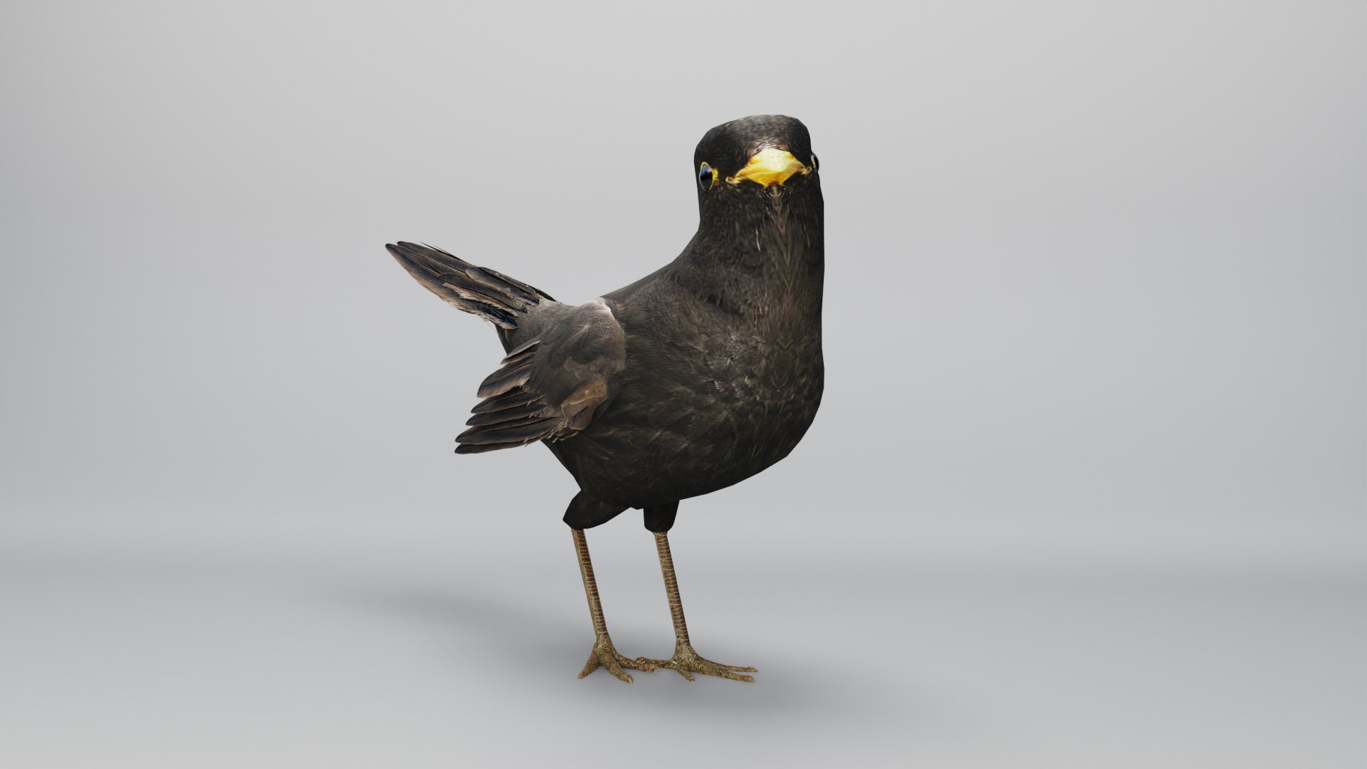 BLACK BIRD RIGGED 3D Model - TurboSquid 2023424