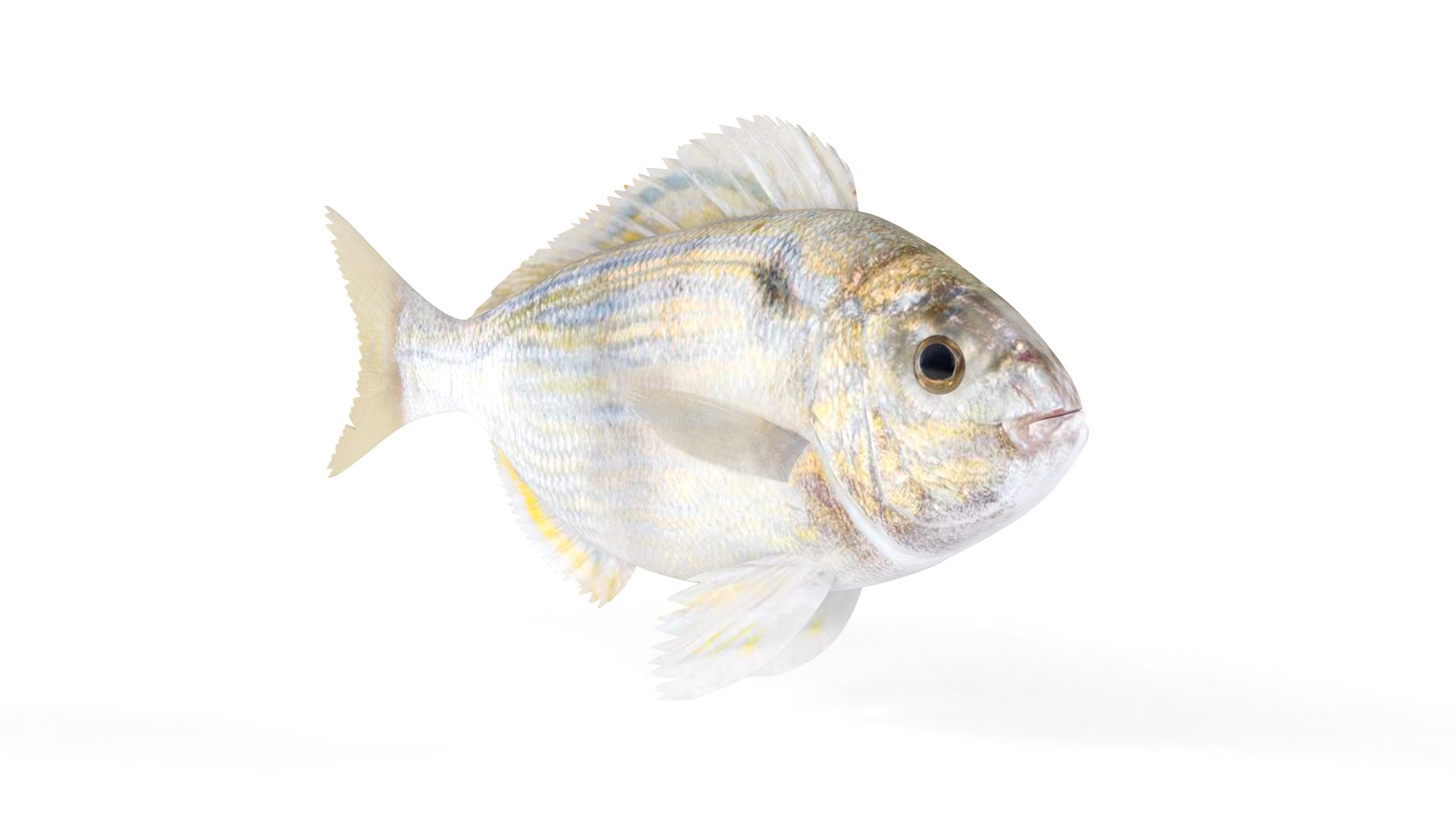 Pinfish 3D Model - TurboSquid 1779667