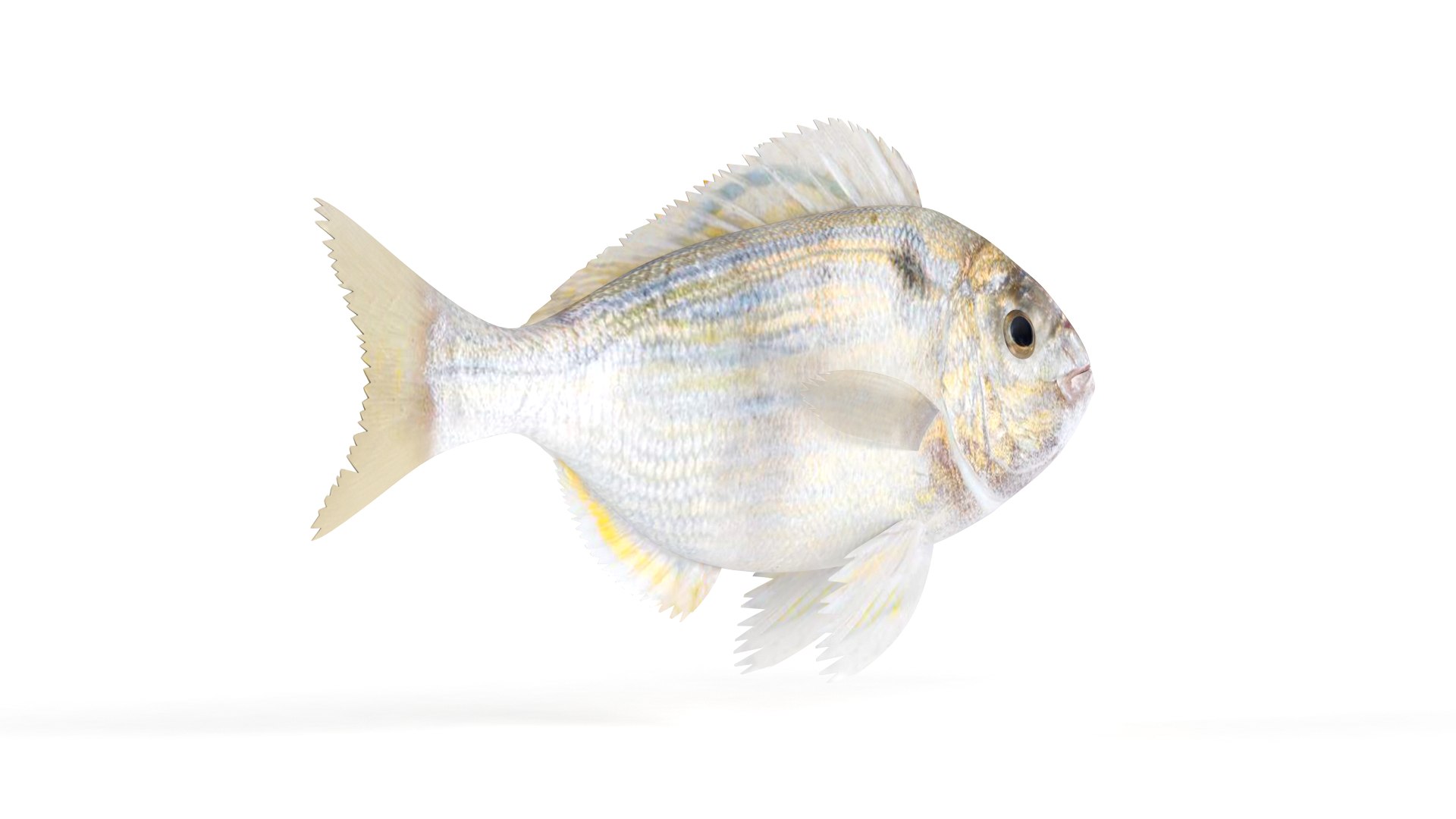 Pinfish 3D Model - TurboSquid 1779667