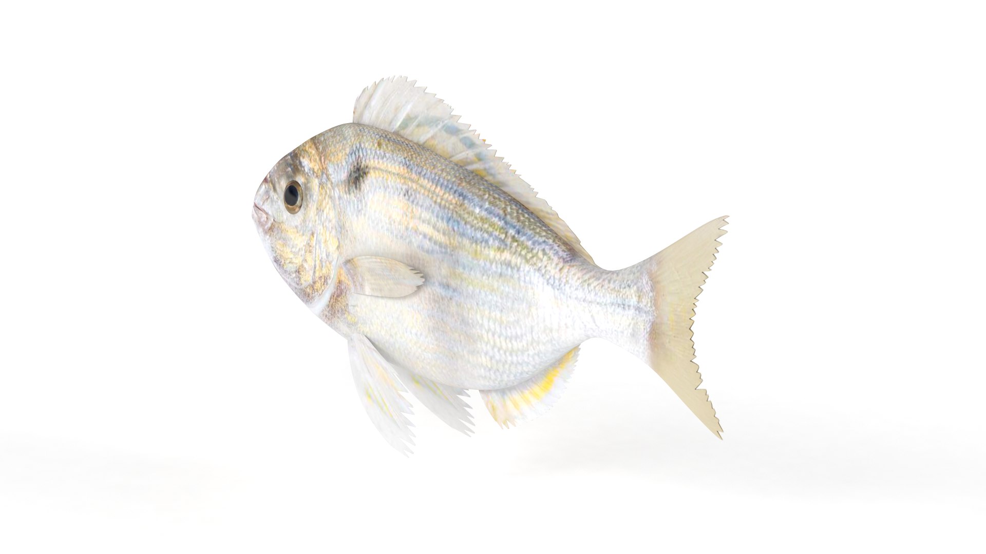 Pinfish 3D Model - TurboSquid 1779667
