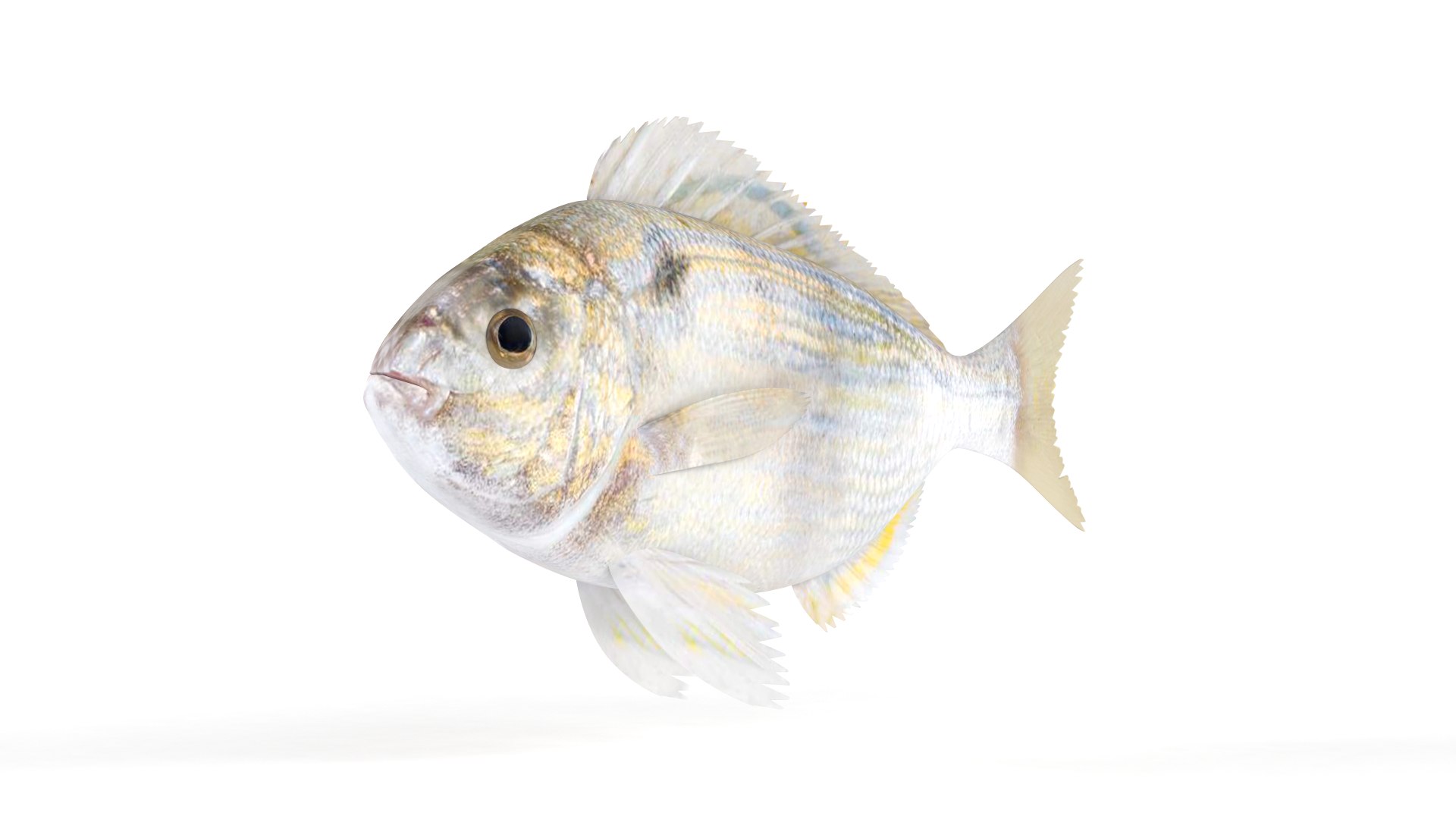Pinfish 3D Model - TurboSquid 1779667