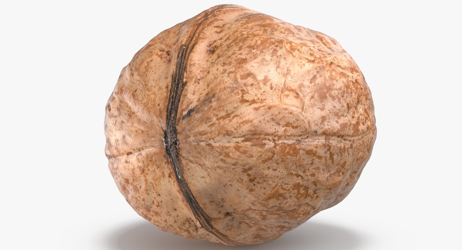 3D Walnut 01 Model - TurboSquid 1416645