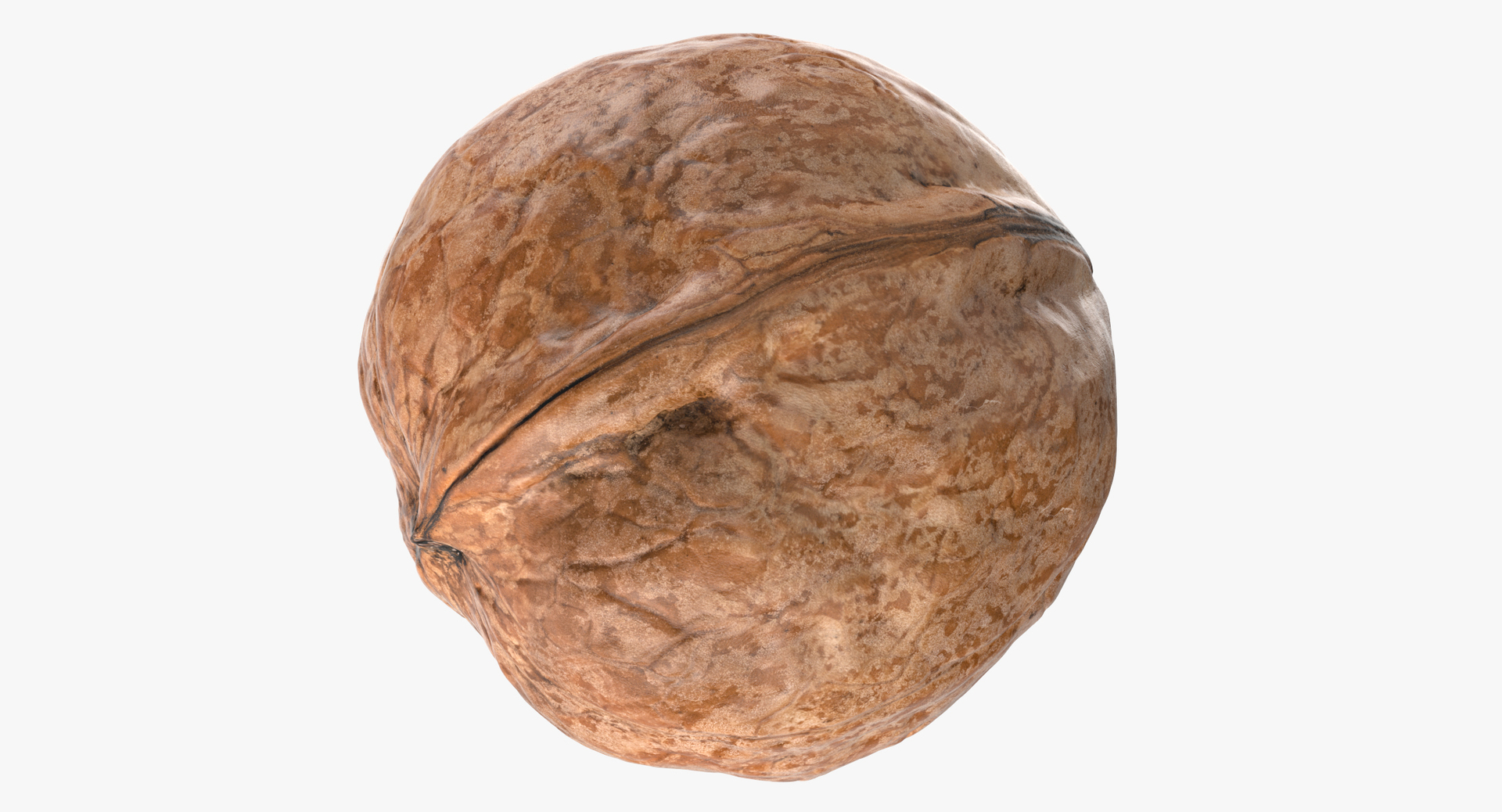 3D Walnut 01 Model - TurboSquid 1416645