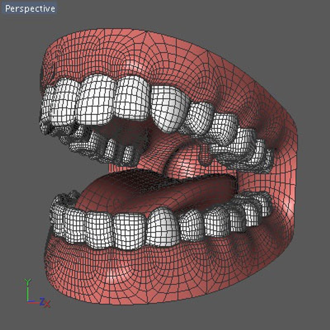 Human Mouth Teeth Gums 3ds