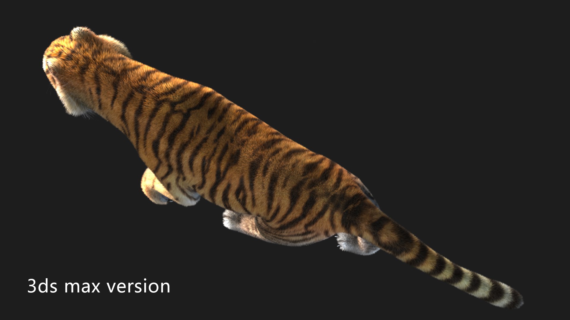 3D Tiger - TurboSquid 2180443