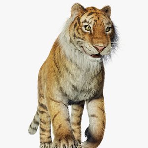Animated Tiger 3D Models for Download | TurboSquid