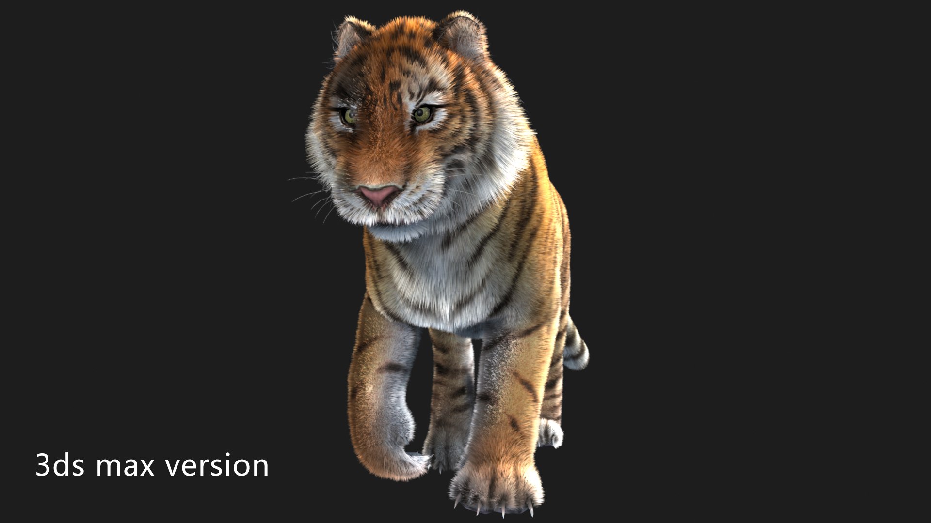 3D Tiger - TurboSquid 2180443