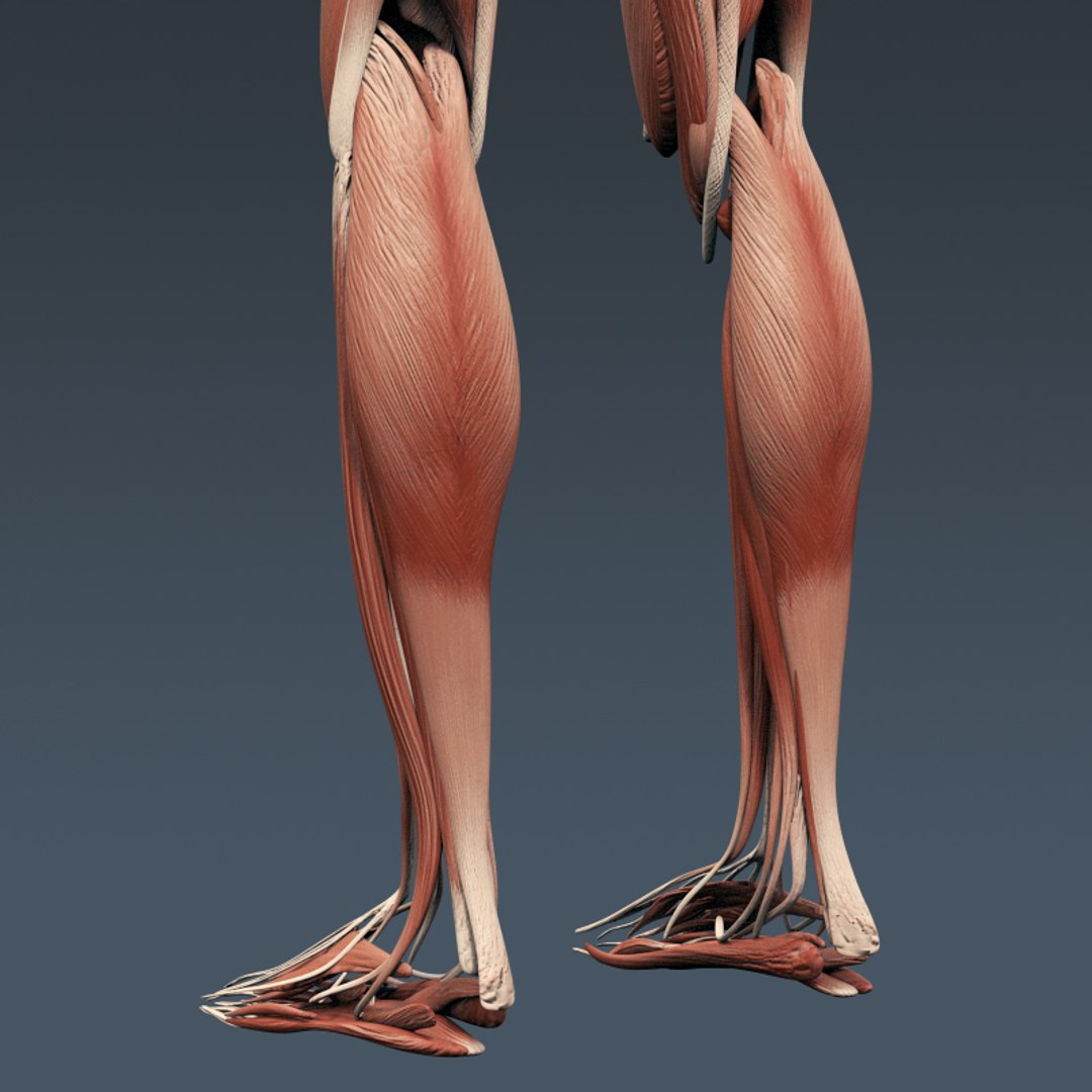 Rigged Human Male Body Ma