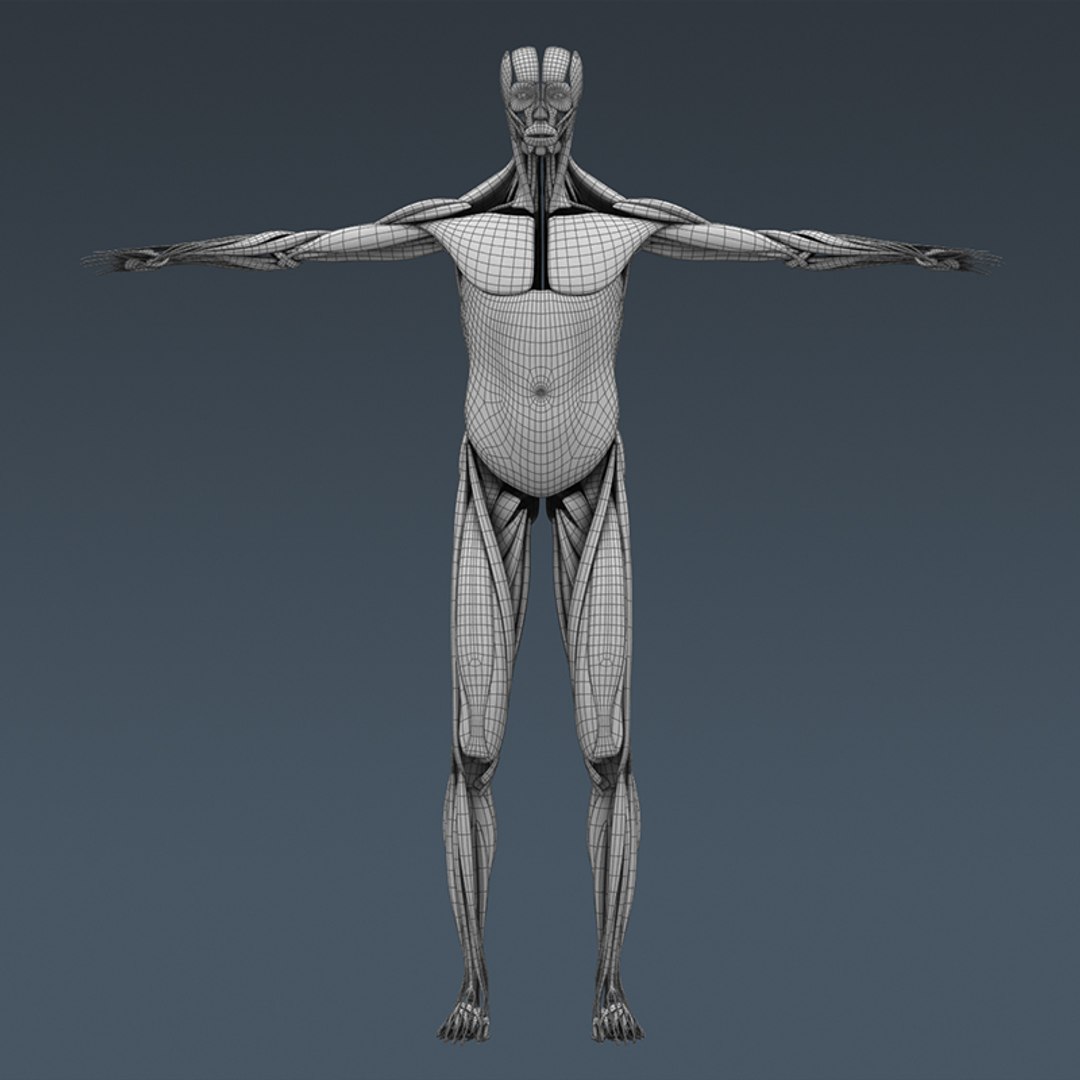 Rigged Human Male Body Ma