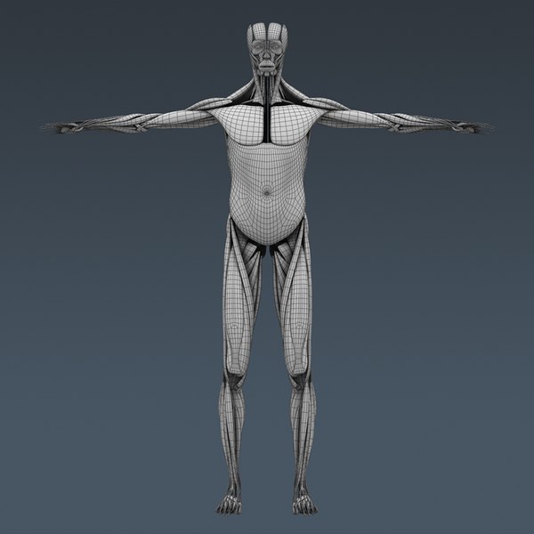 rigged human male body ma