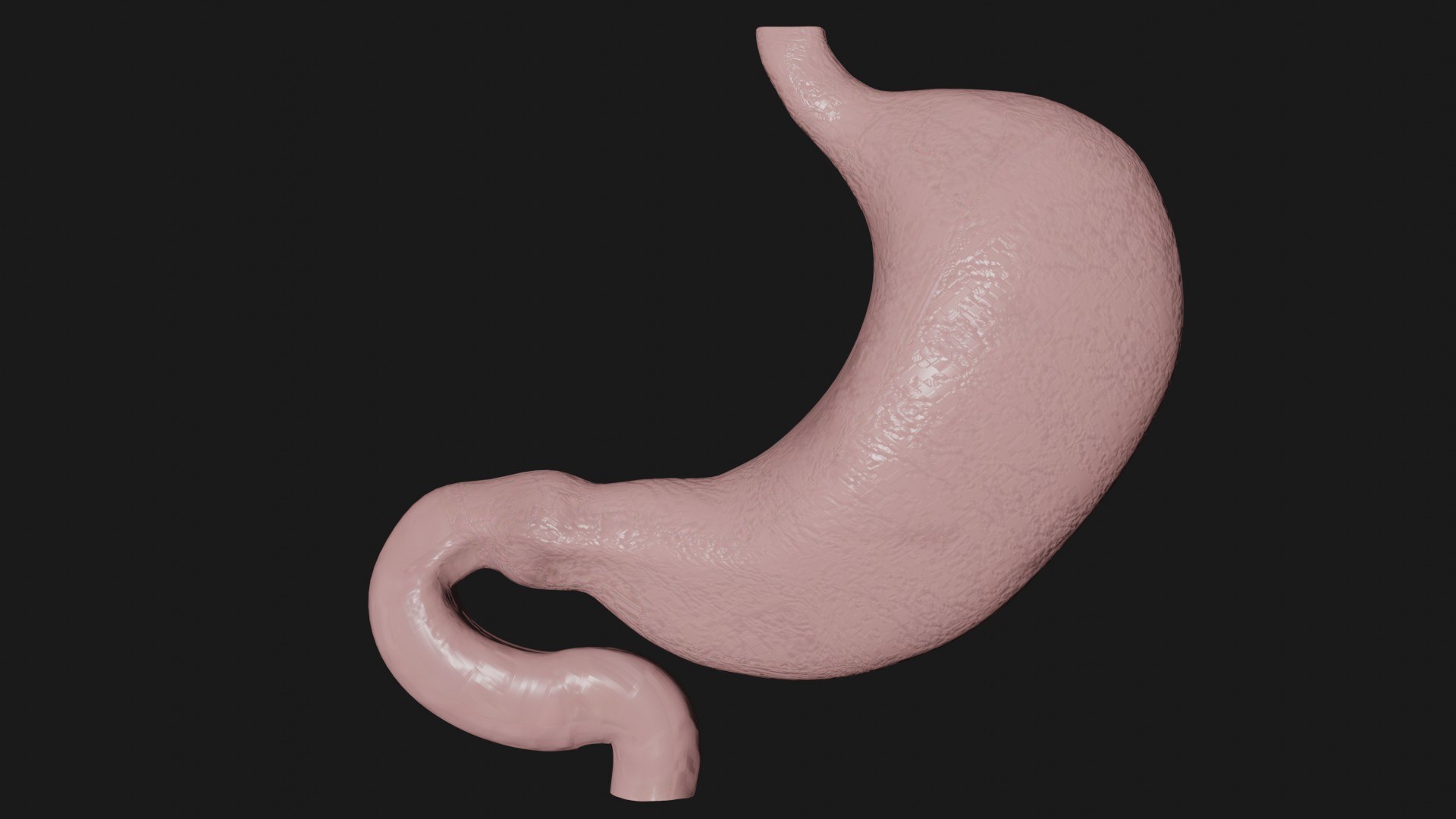 3D Model Stomach Science Organ - TurboSquid 1673978