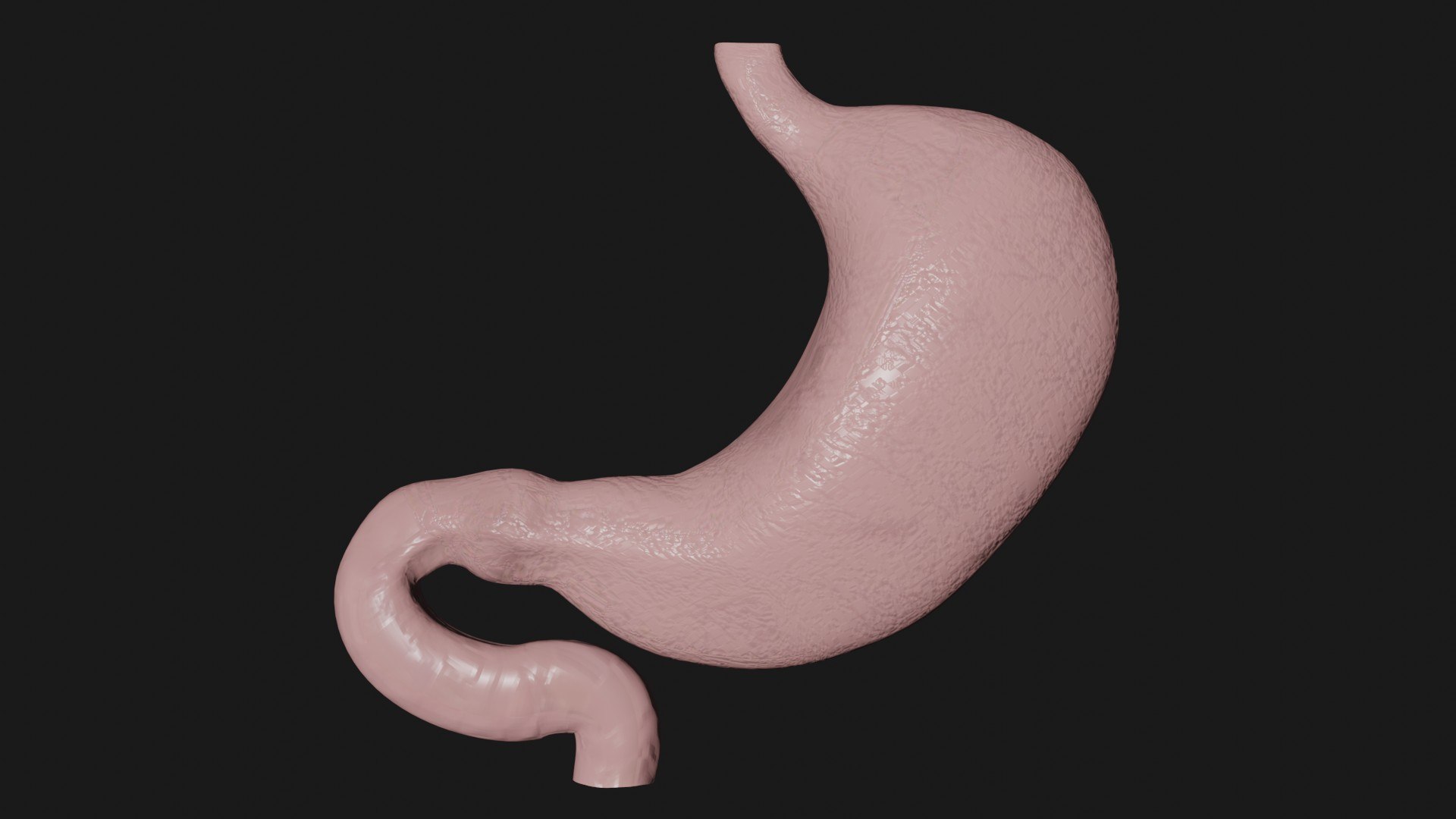3D Model Stomach Science Organ - TurboSquid 1673978