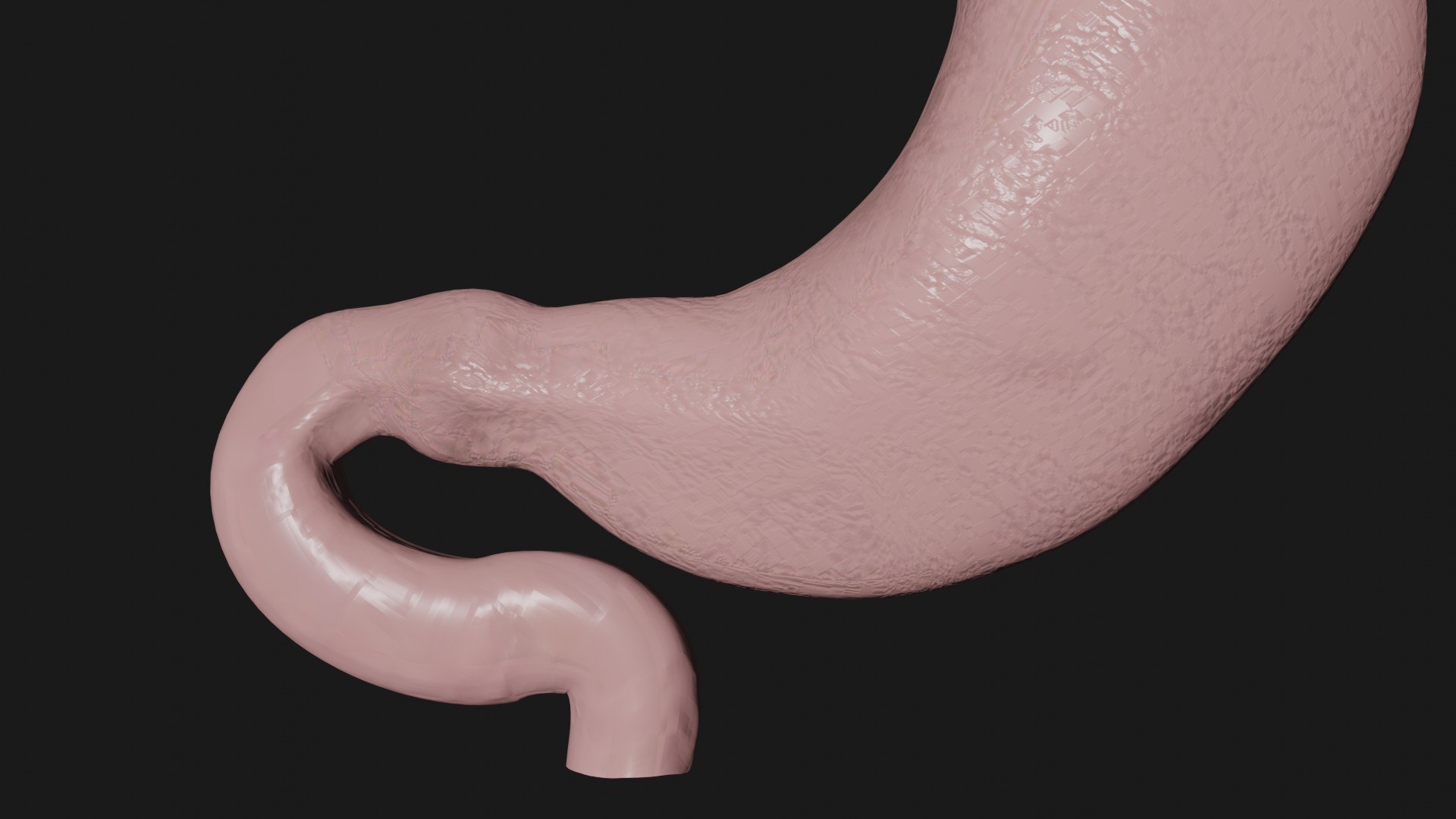 3D Model Stomach Science Organ - TurboSquid 1673978