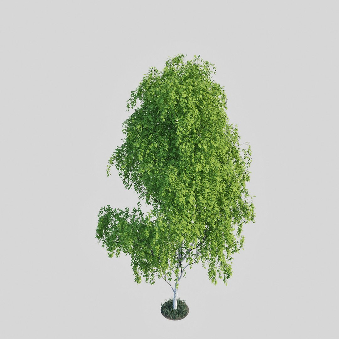 3d model birch tree