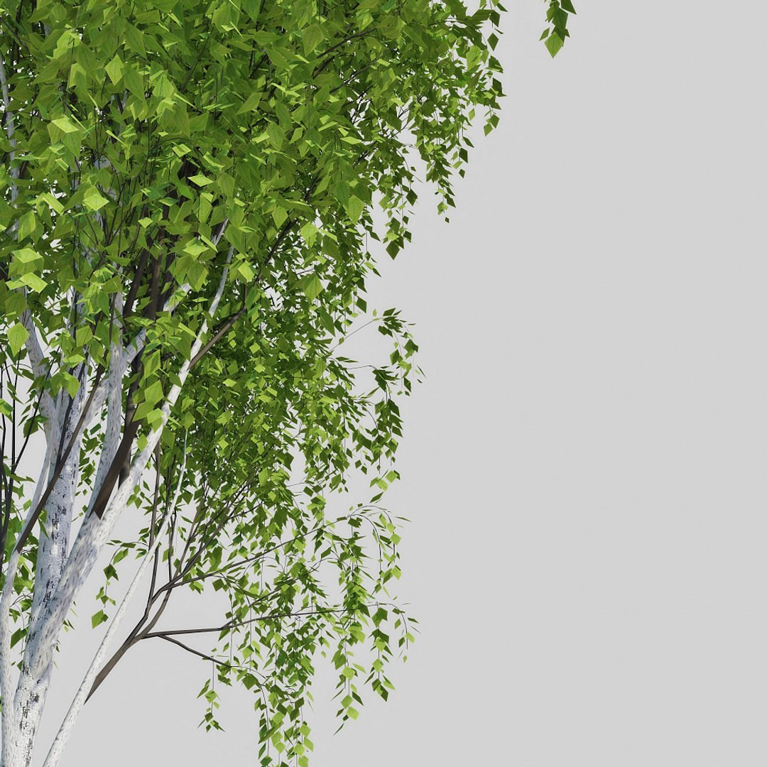 3d model birch tree