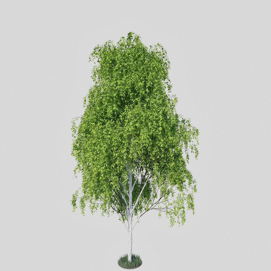 3d model birch tree