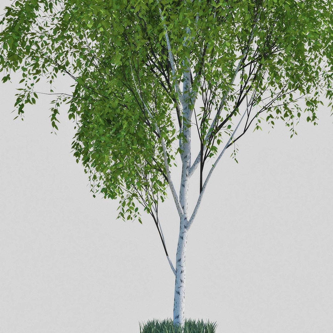 3d model birch tree