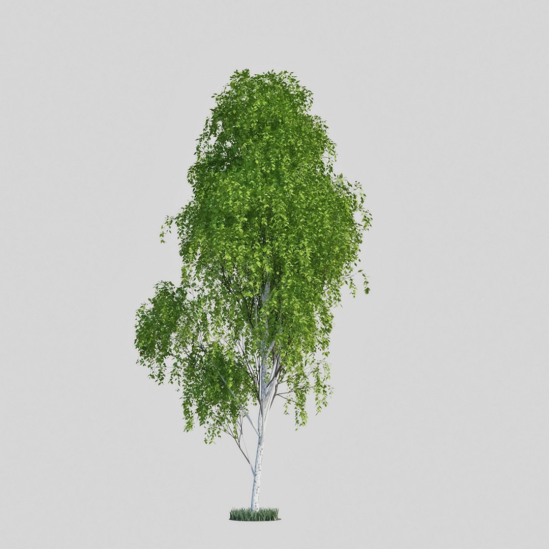 3d model birch tree