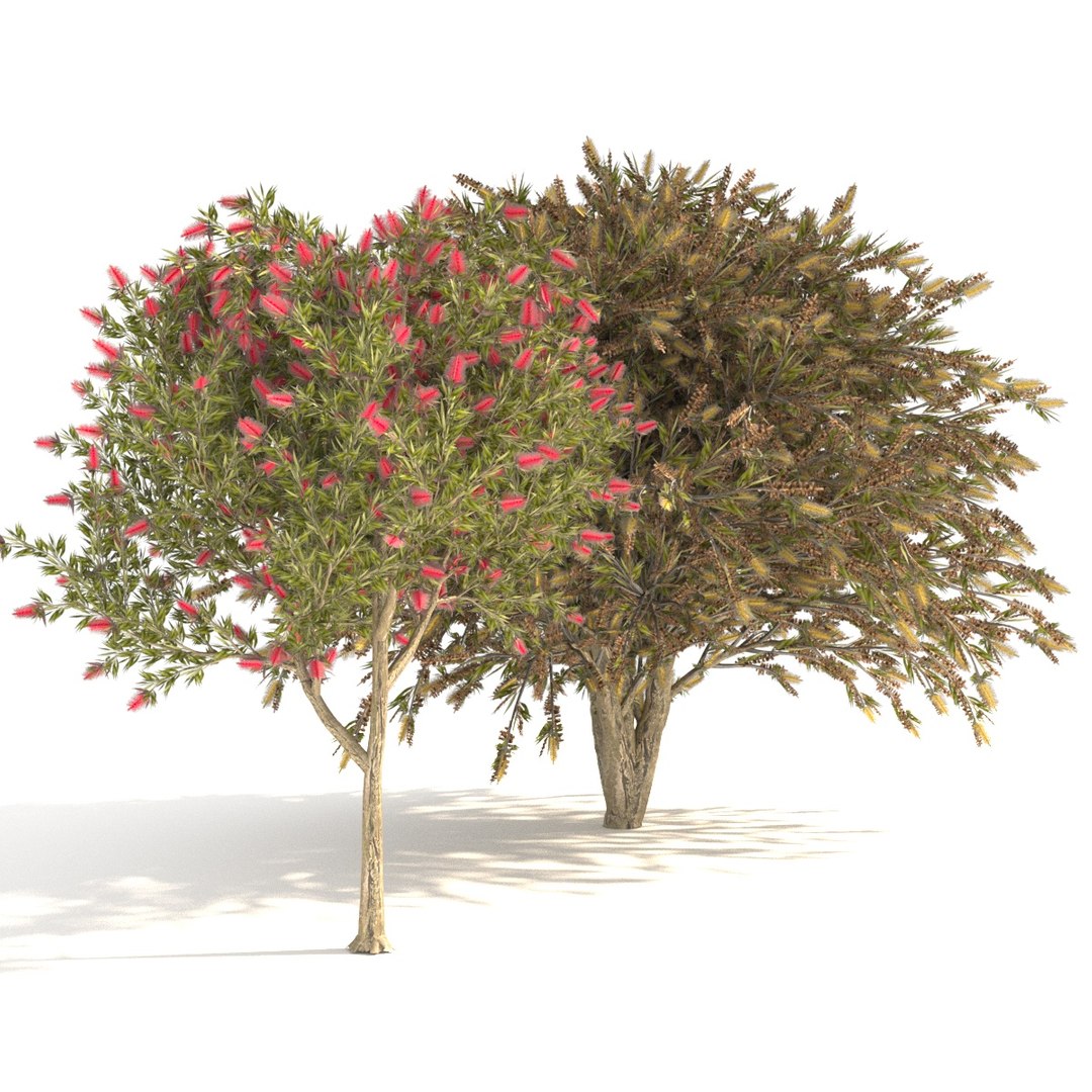 3D Callistemon Plants - TurboSquid 1293647