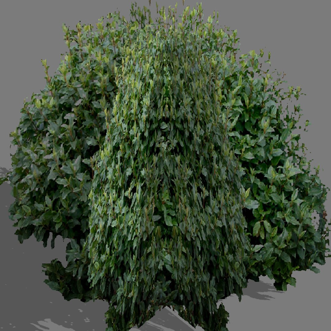 Bushes Polygons 3d 3ds