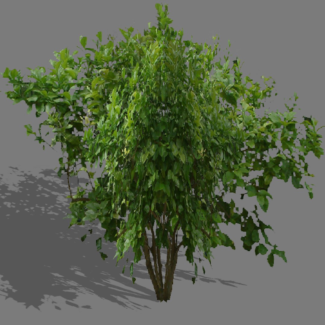 Bushes Polygons 3d 3ds
