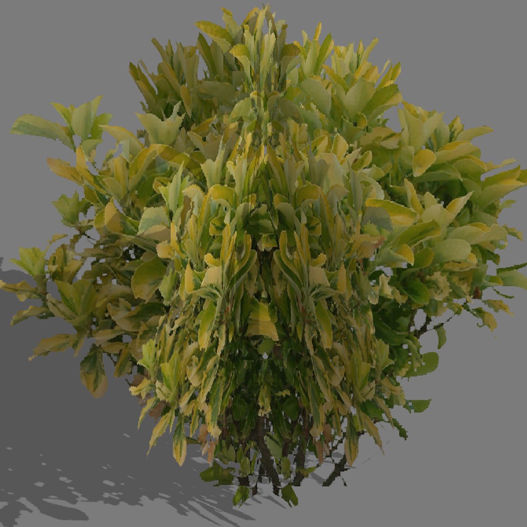 Bushes Polygons 3d 3ds