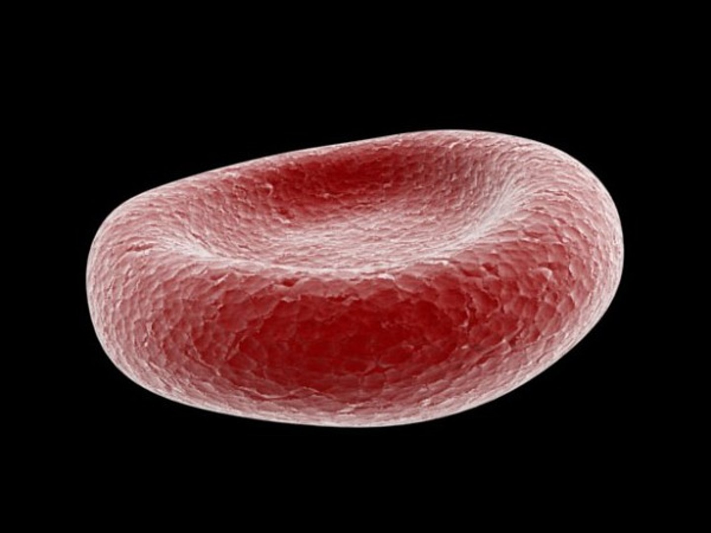 Red Blood Cells Animation 3d Model