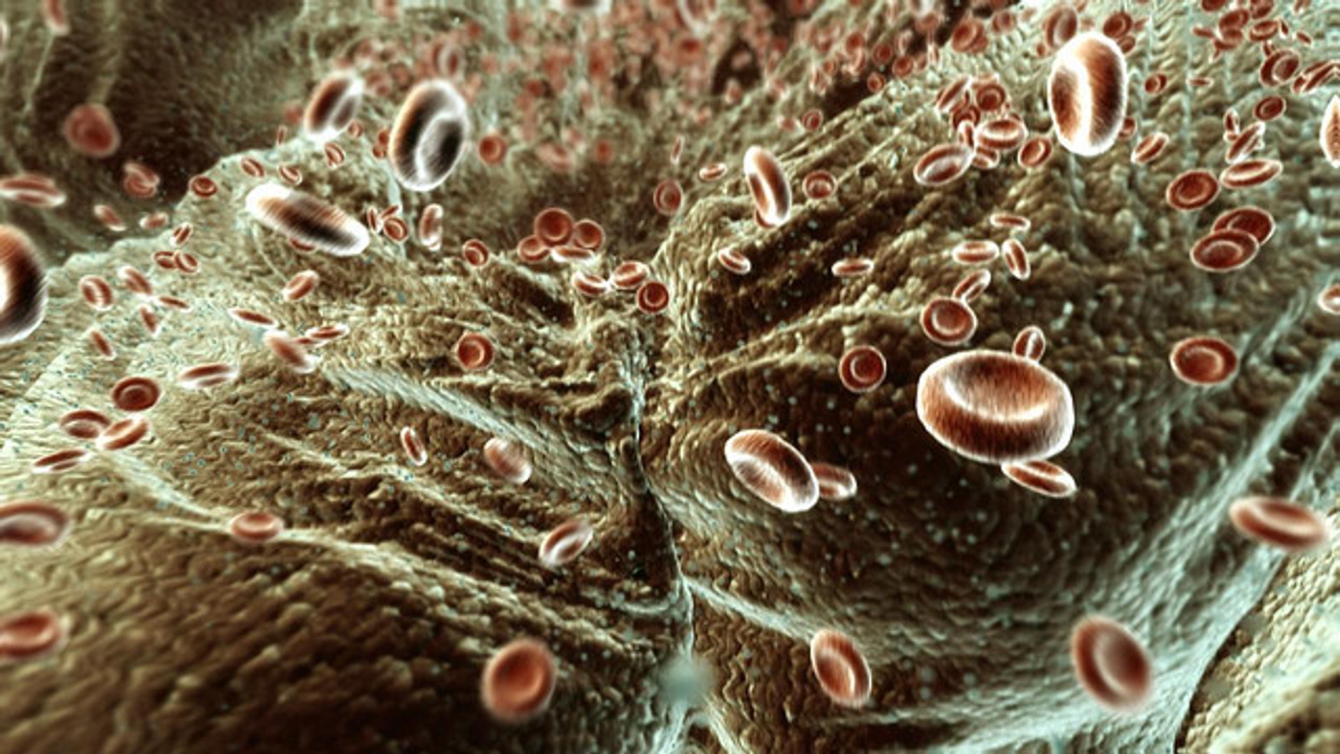 Red Blood Cells Animation 3d Model