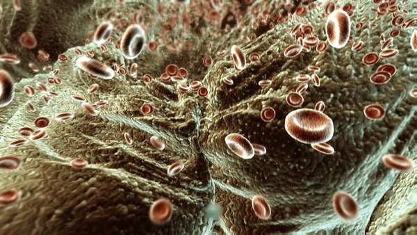 red blood cells animation 3d model