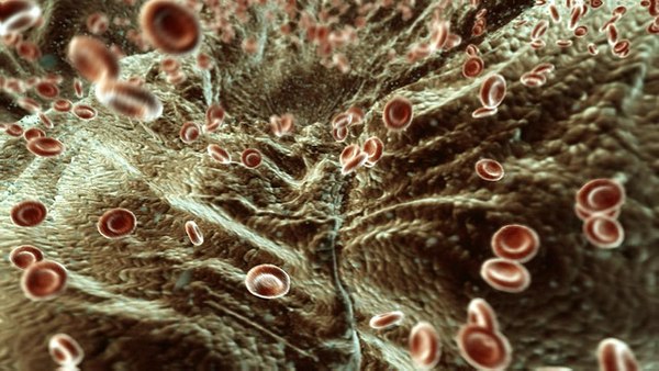 red blood cells animation 3d model