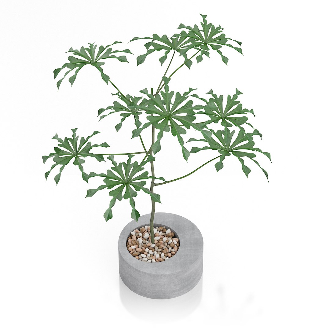 Plant Concrete Pot 3d Model