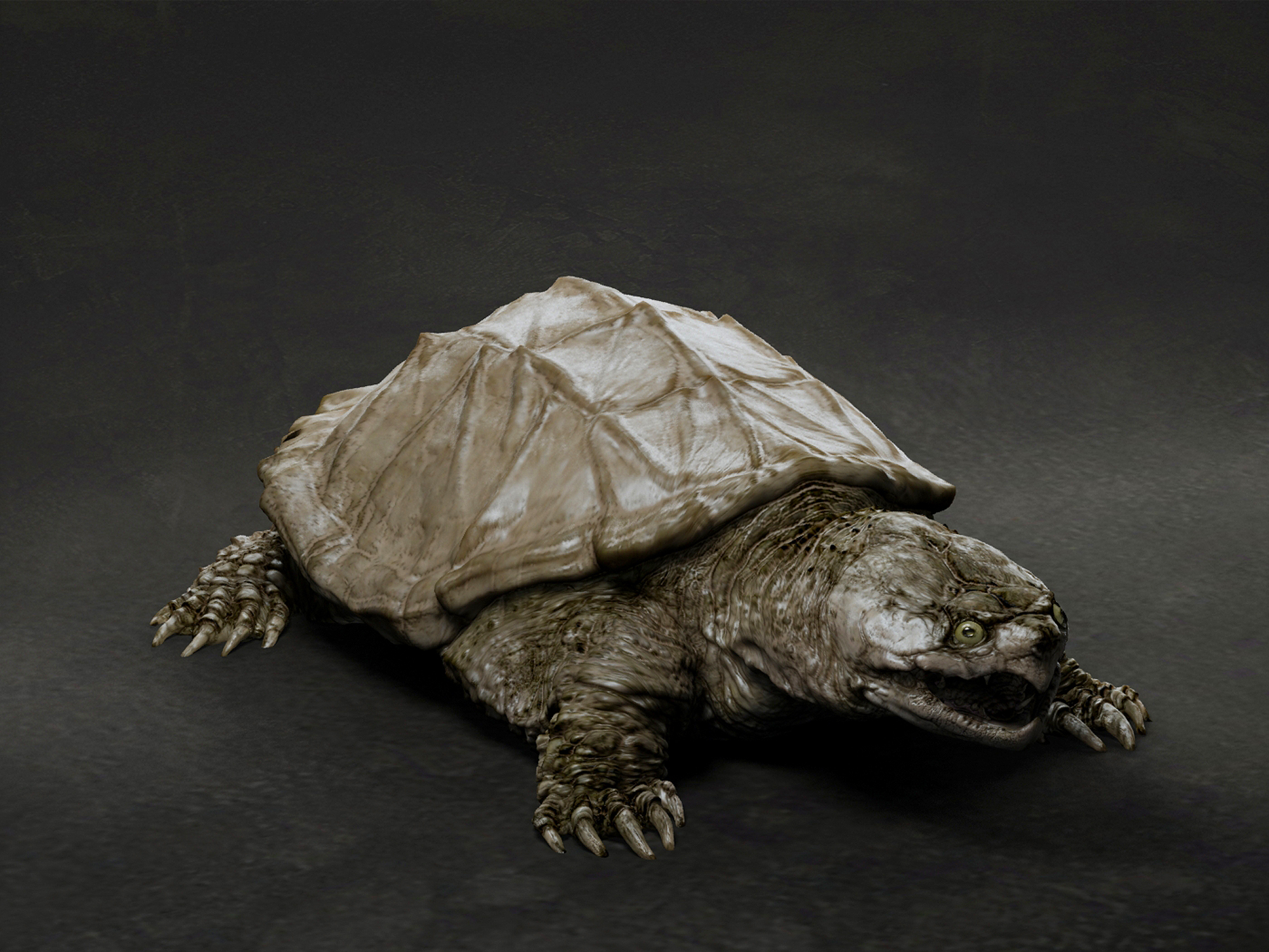 Snapping turtle 3D model - TurboSquid 1685650