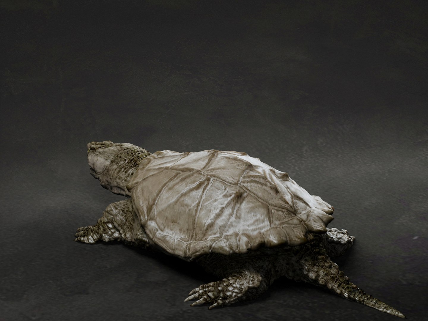 Snapping Turtle 3D Model - TurboSquid 1685650