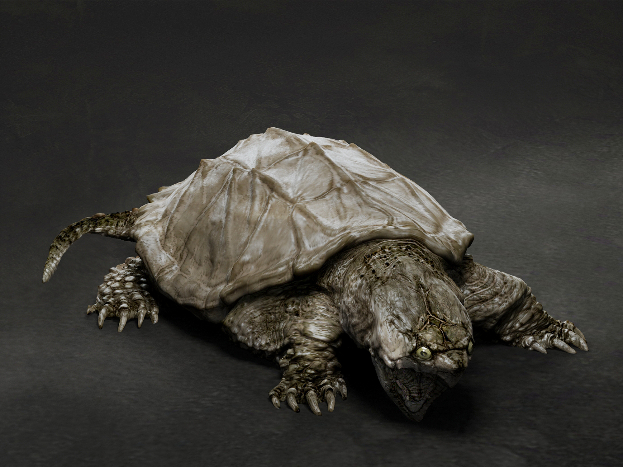 Snapping turtle 3D model - TurboSquid 1685650